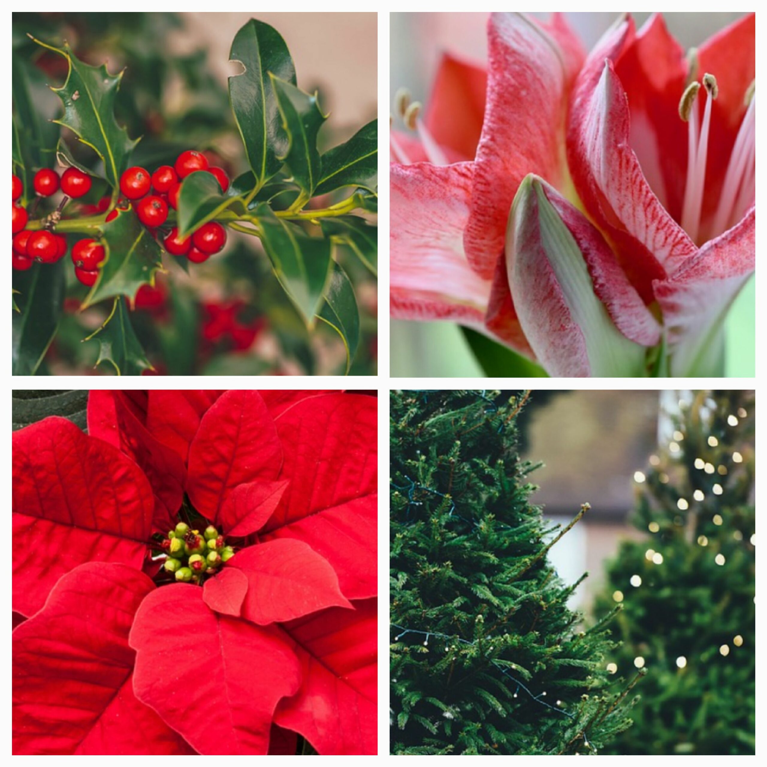 Typisch Kerst | Van Woudenberg Tuinplanten