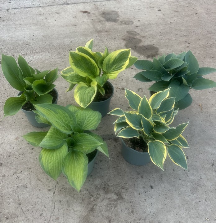 Top Quality Hostas | Van Woudenberg Tuinplanten